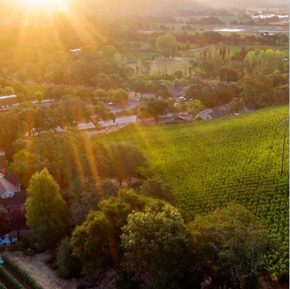 100 point 2019 Colgin Tychson